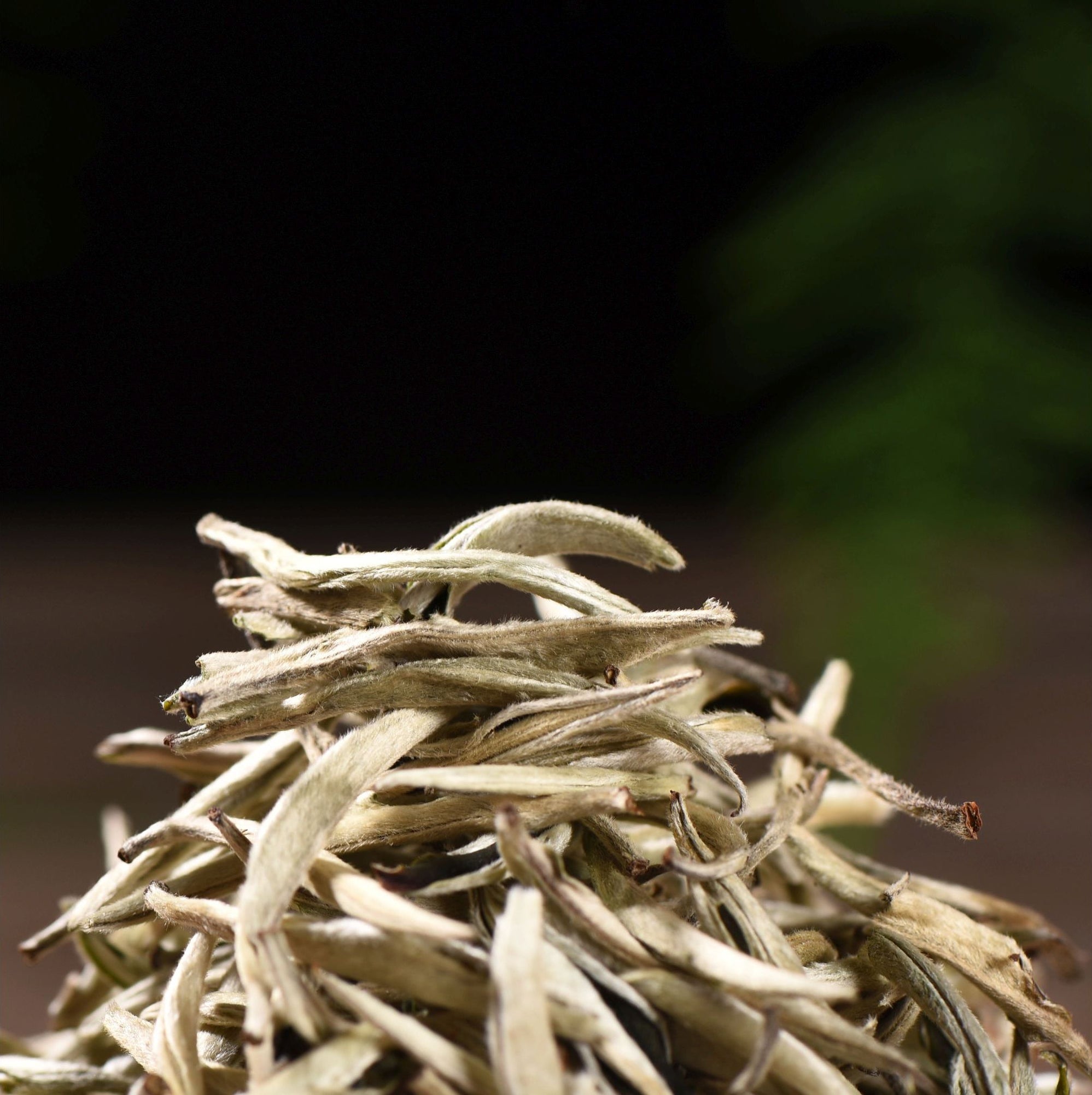 White Tea — Yunnan Sourcing USA